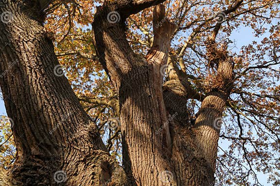 Ancient Magical Oak Tree stock photo. Image of outdoors - 81724840