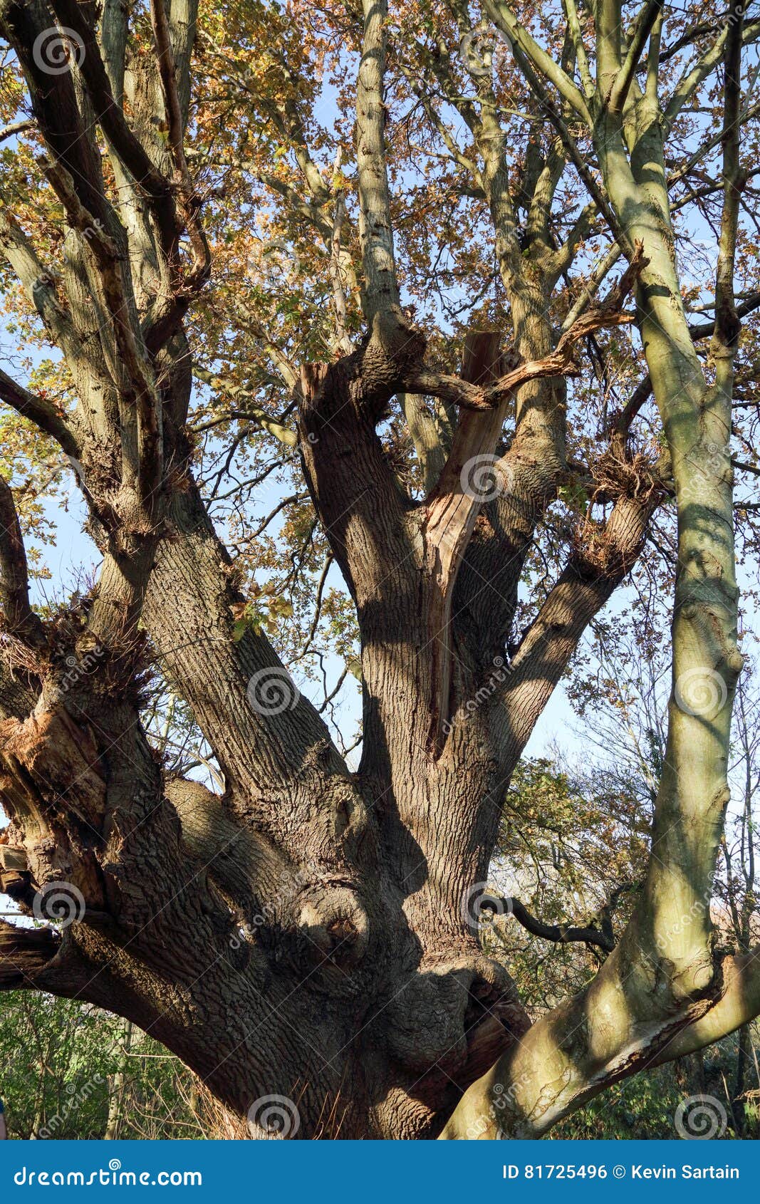 Ancient Magical Oak Tree stock photo. Image of season - 81725496