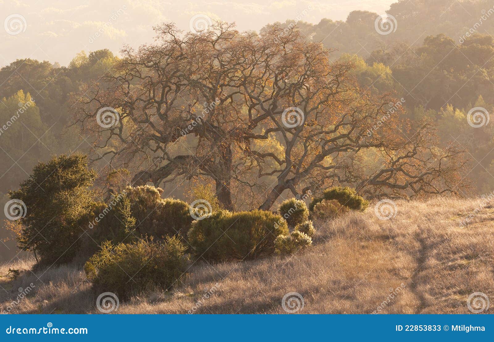 Ancient Majestic Tree stock image. Image of plant, cruz - 22853833