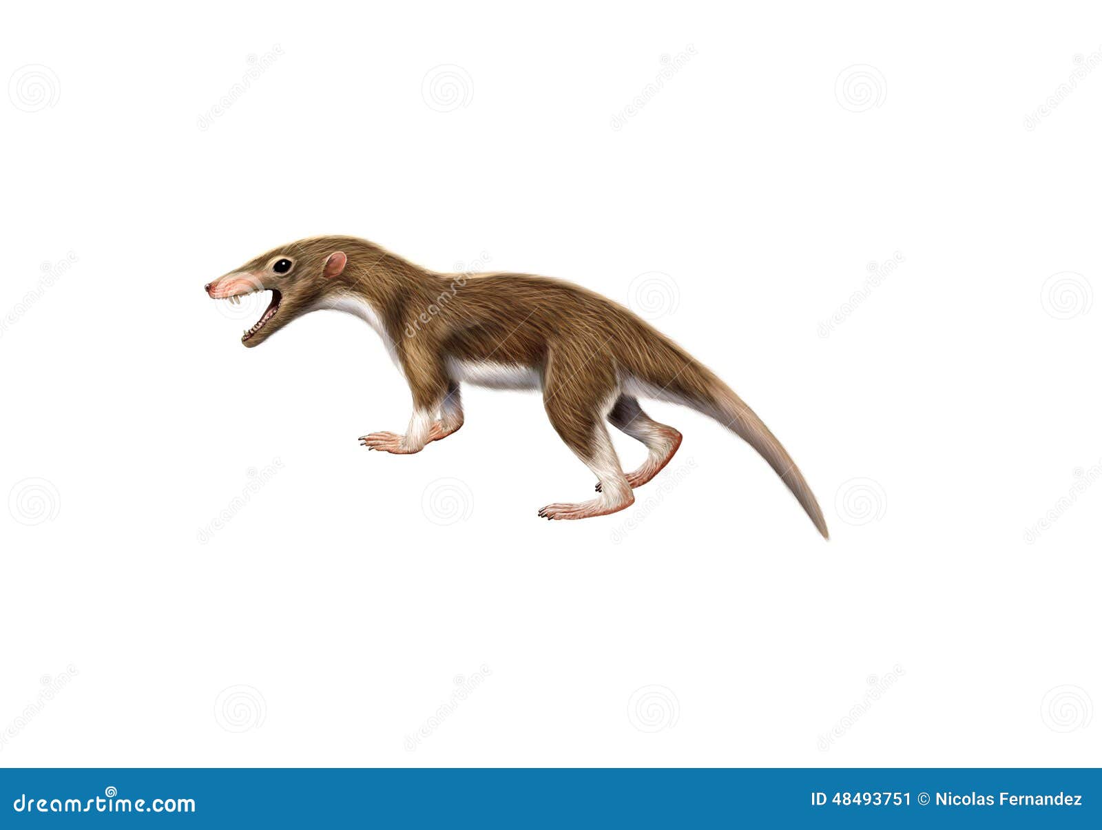 Ancient Mammal Megazostrodon Stock Illustration - Illustration of ...