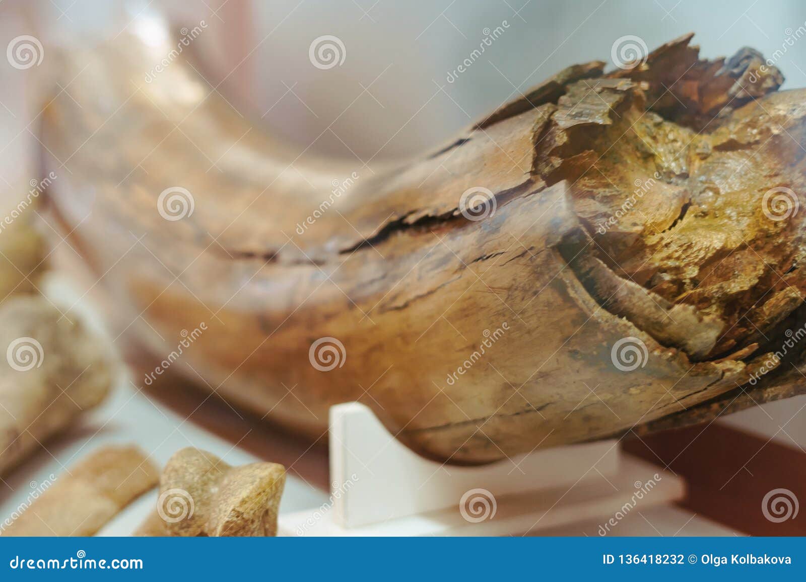 Ancient mammoth bones stock photo. Image of chore, africa - 136418232