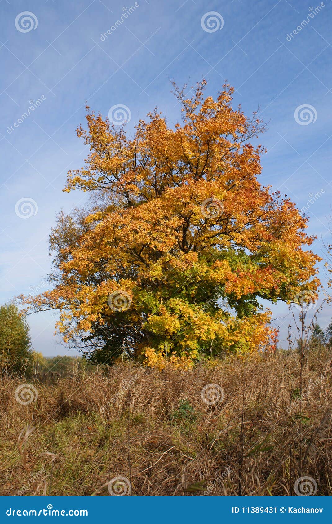 Ancient maple. stock image. Image of trees, autumn, paints - 11389431