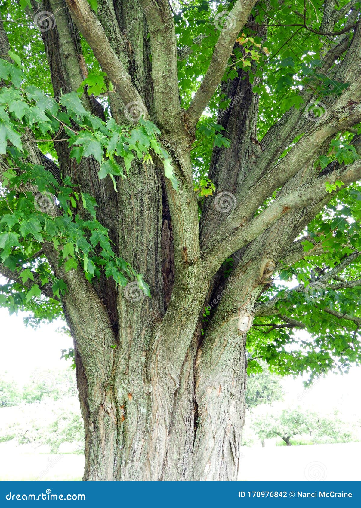 Ancient Maple Tree Branches At Hancock Shaker Village Stock Photography ...