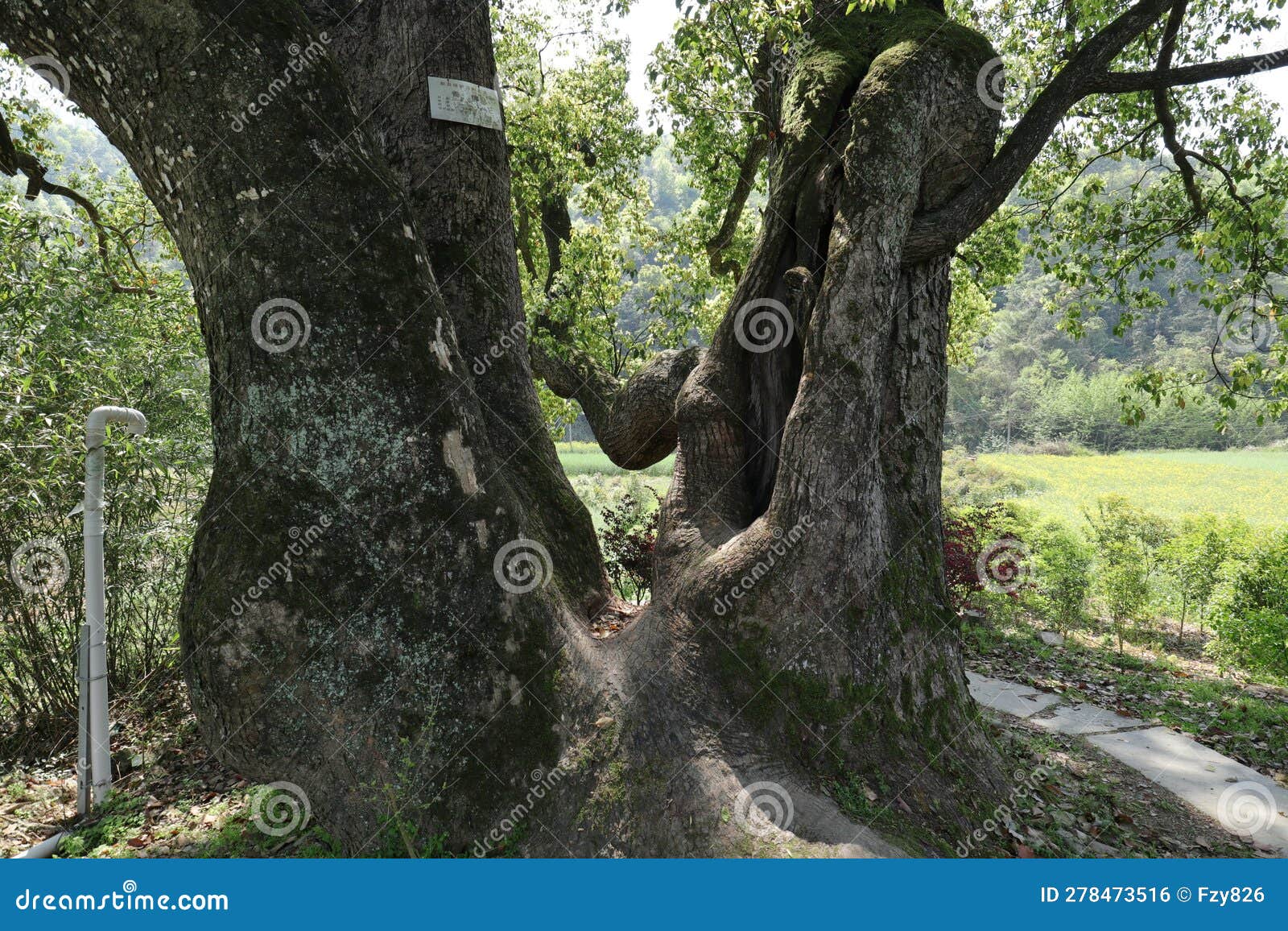 The Ancient and Massive Camphor Tree is Thousands of Years Old and ...