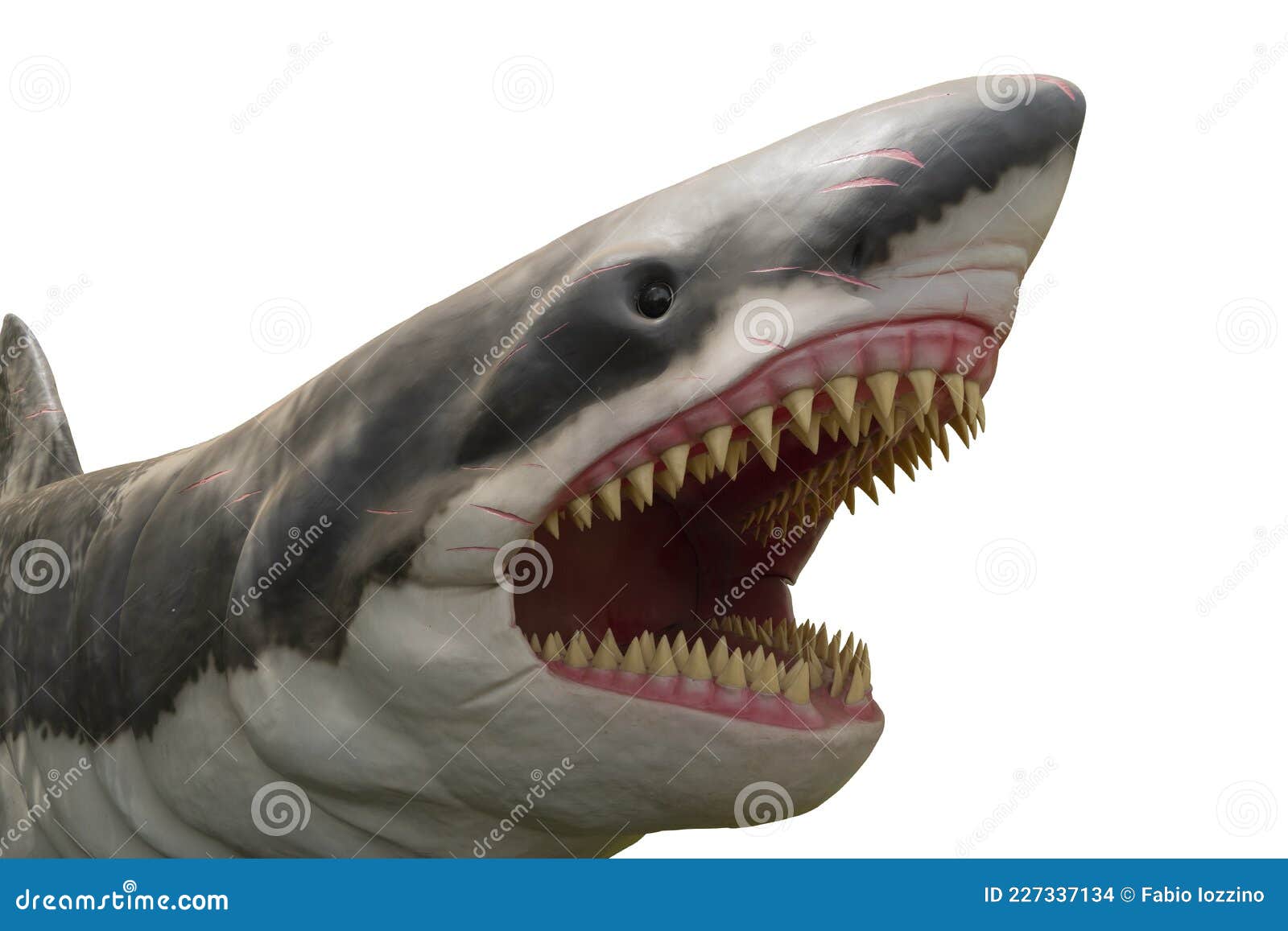 Megalodon Side Profile Royalty-Free Stock Image | CartoonDealer.com ...