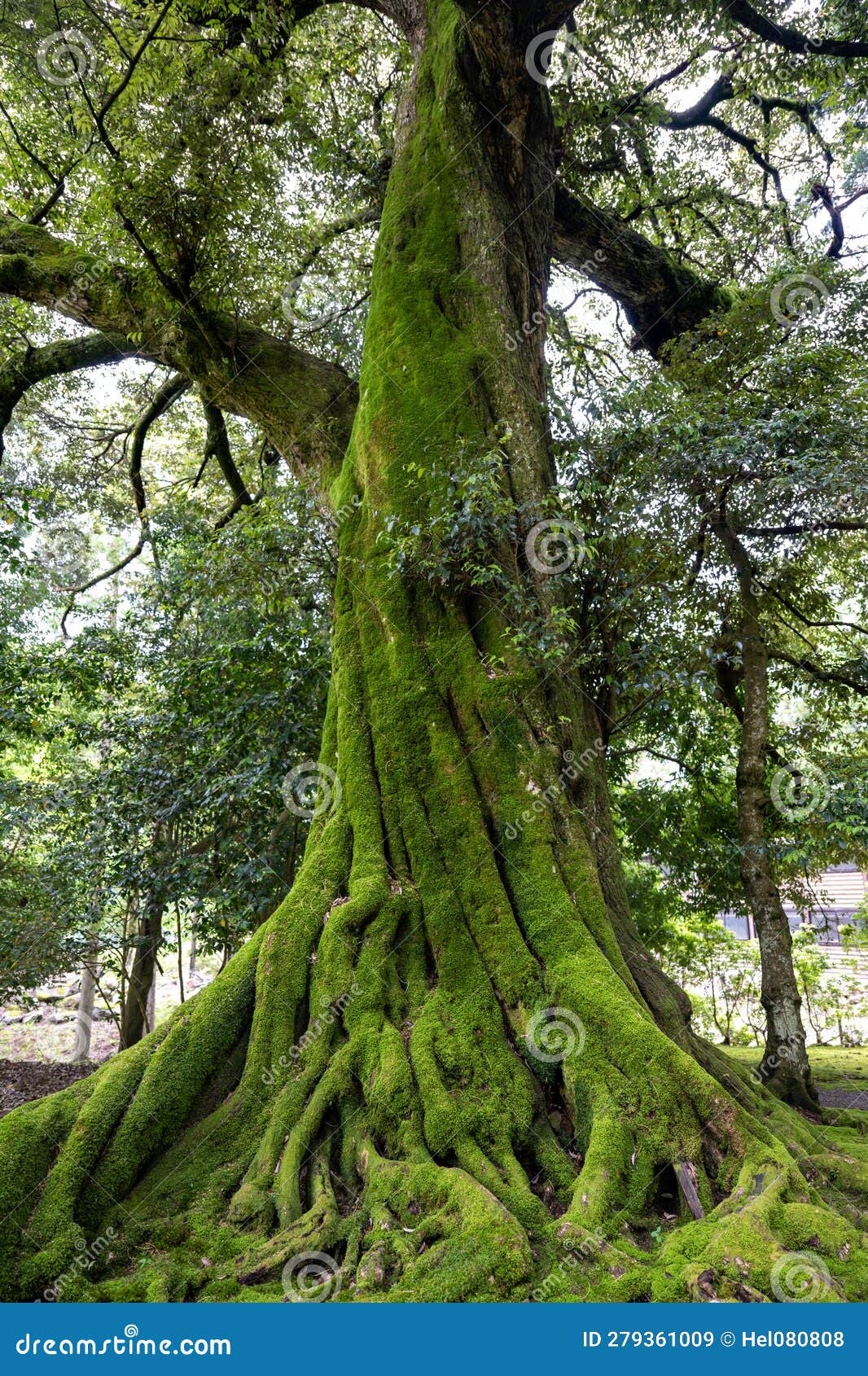 Ancient Mock Chestnut Tree Trunk Covered with Thick Moss. a Several ...