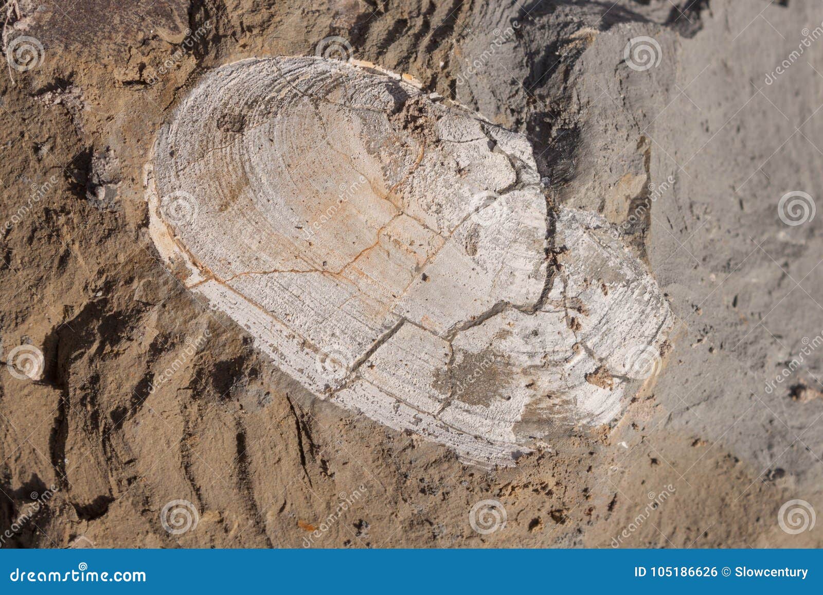 Ancient Molusc Fossil in Clay Stock Photo - Image of fauna, mold: 105186626