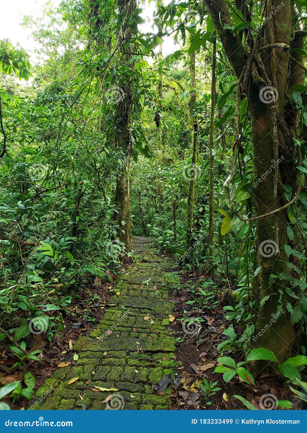 Ancient Moss Covered Pathway Stock Image - Image of woodland, tree ...
