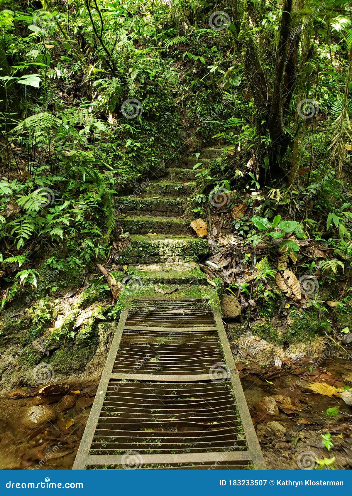 Ancient Moss Covered Pathway Stock Image - Image of pathway, moss ...