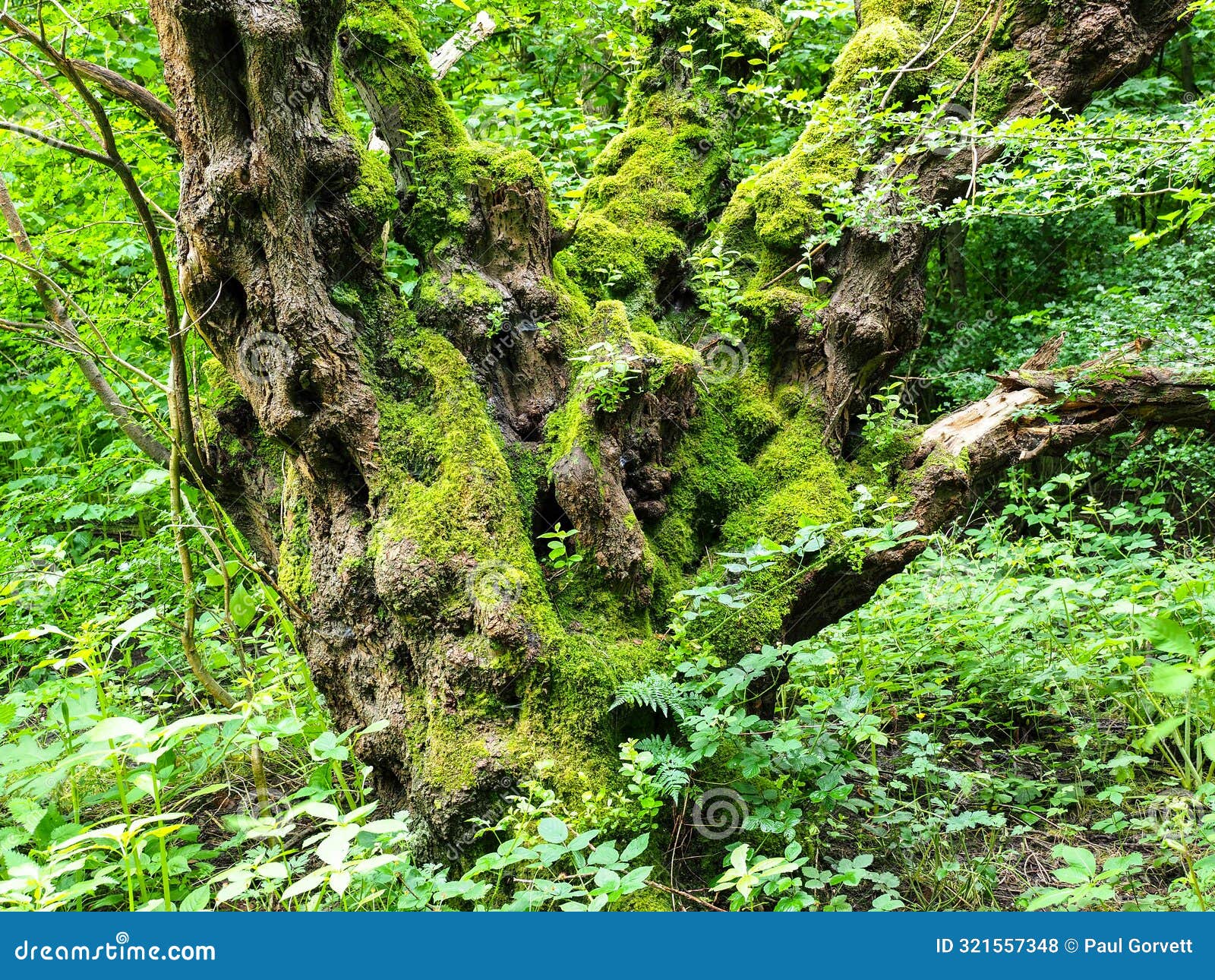 Ancient Moss-covered Tree Twisted Branches in a Lush, Green Forest ...