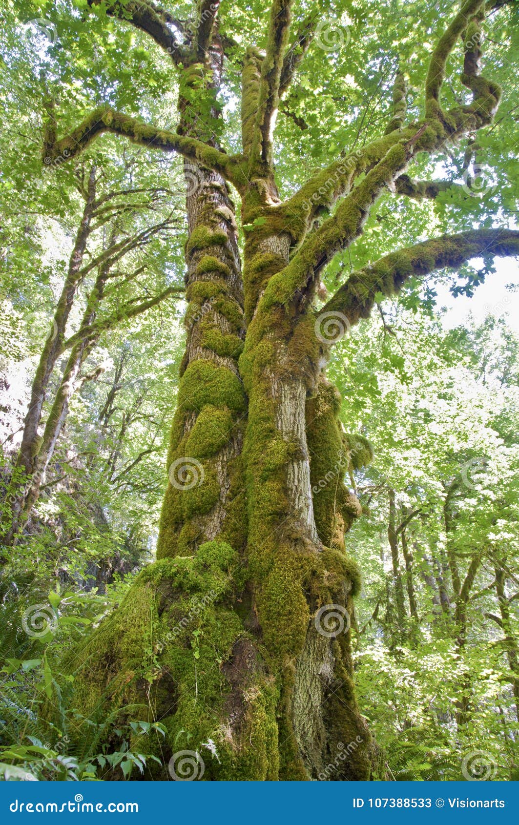 Ancient Mossy Maple Trees in Forest Stock Image - Image of trunk, maple ...