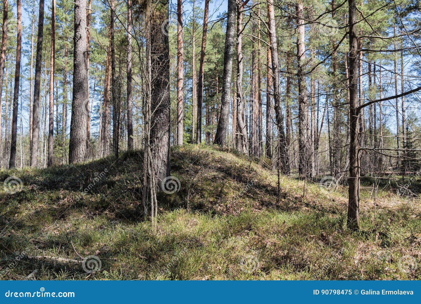 An Ancient Mound in a Forest Stock Image - Image of shine, fringe: 90798475