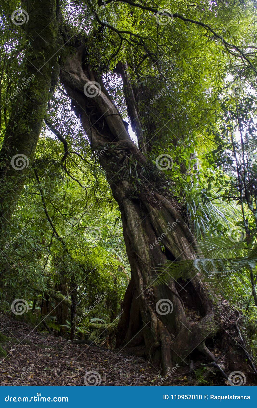 Ancient Northern Rata Tree Twisted Trunk Stock Photo - Image of sign ...