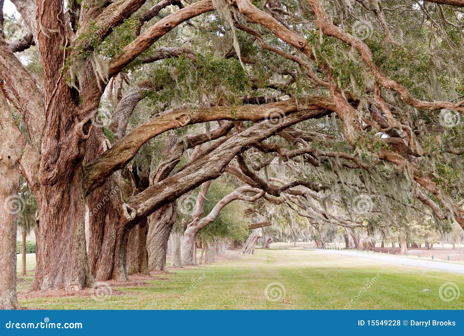 Ancient Oak Limbs Over Grassy Park Stock Photo | CartoonDealer.com ...