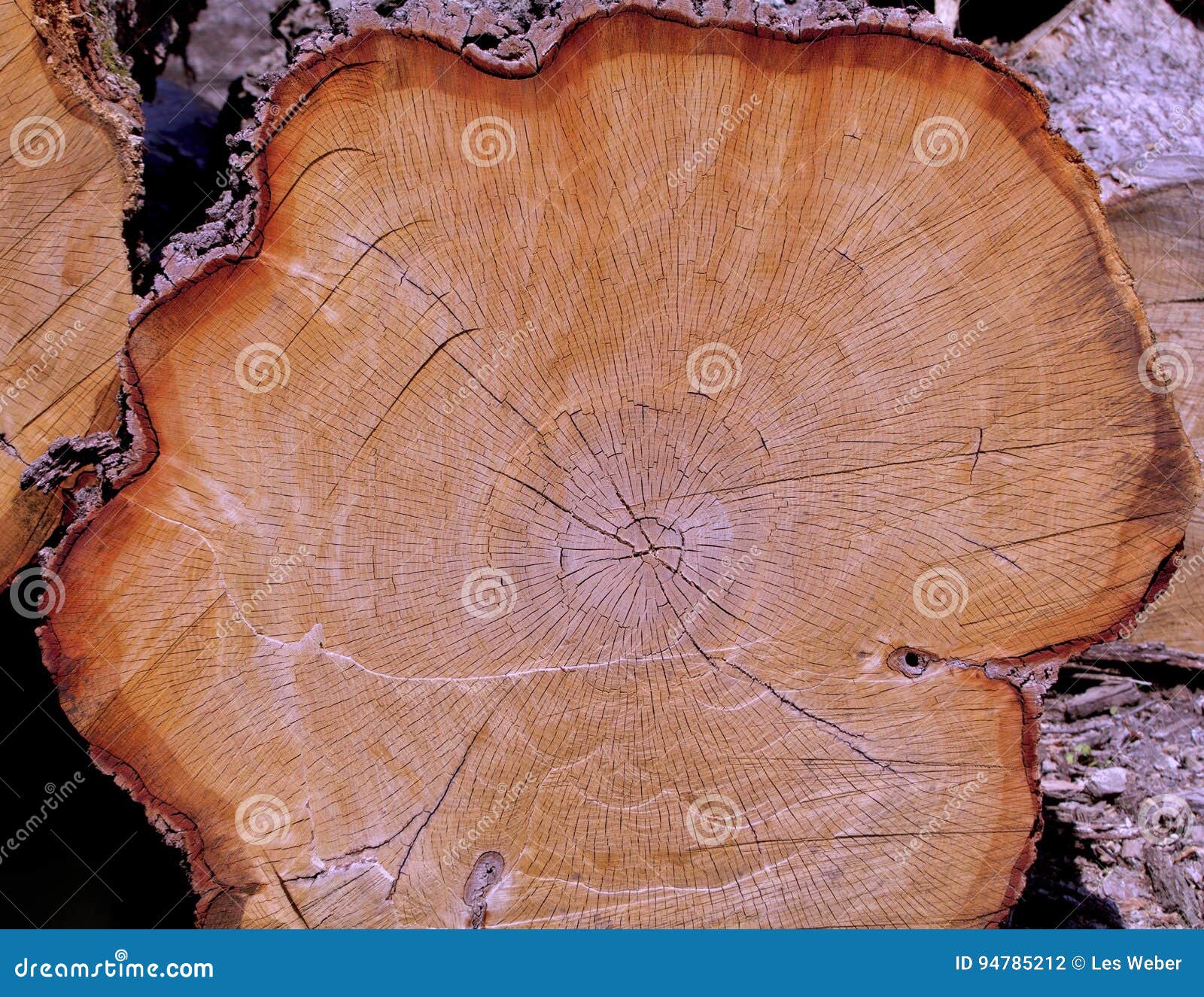 Ancient Oak Log Cross Section Stock Photo - Image of crack, aged: 94785212