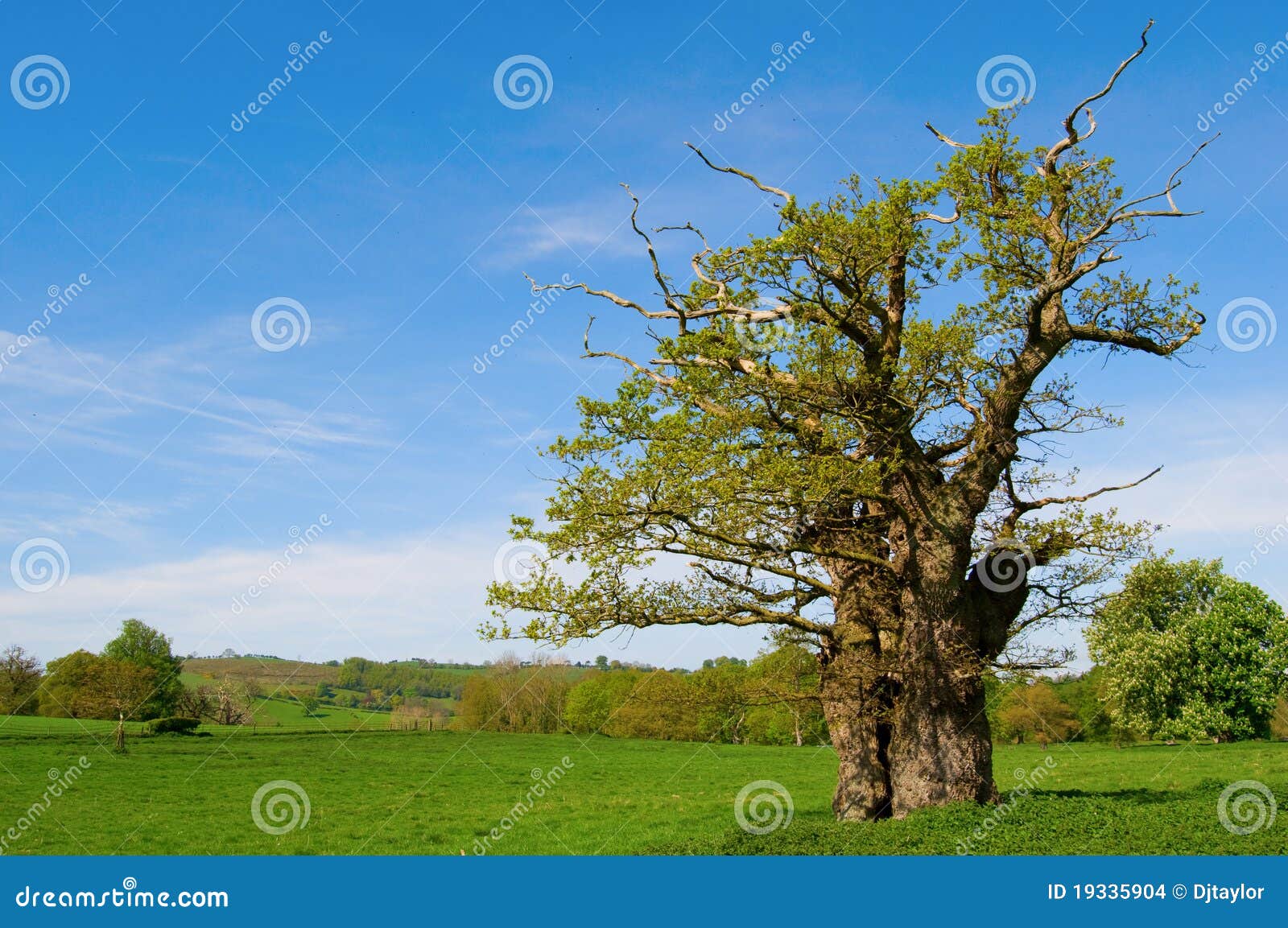 Ancient oak tree stock photo. Image of landscape, outdoors - 19335904