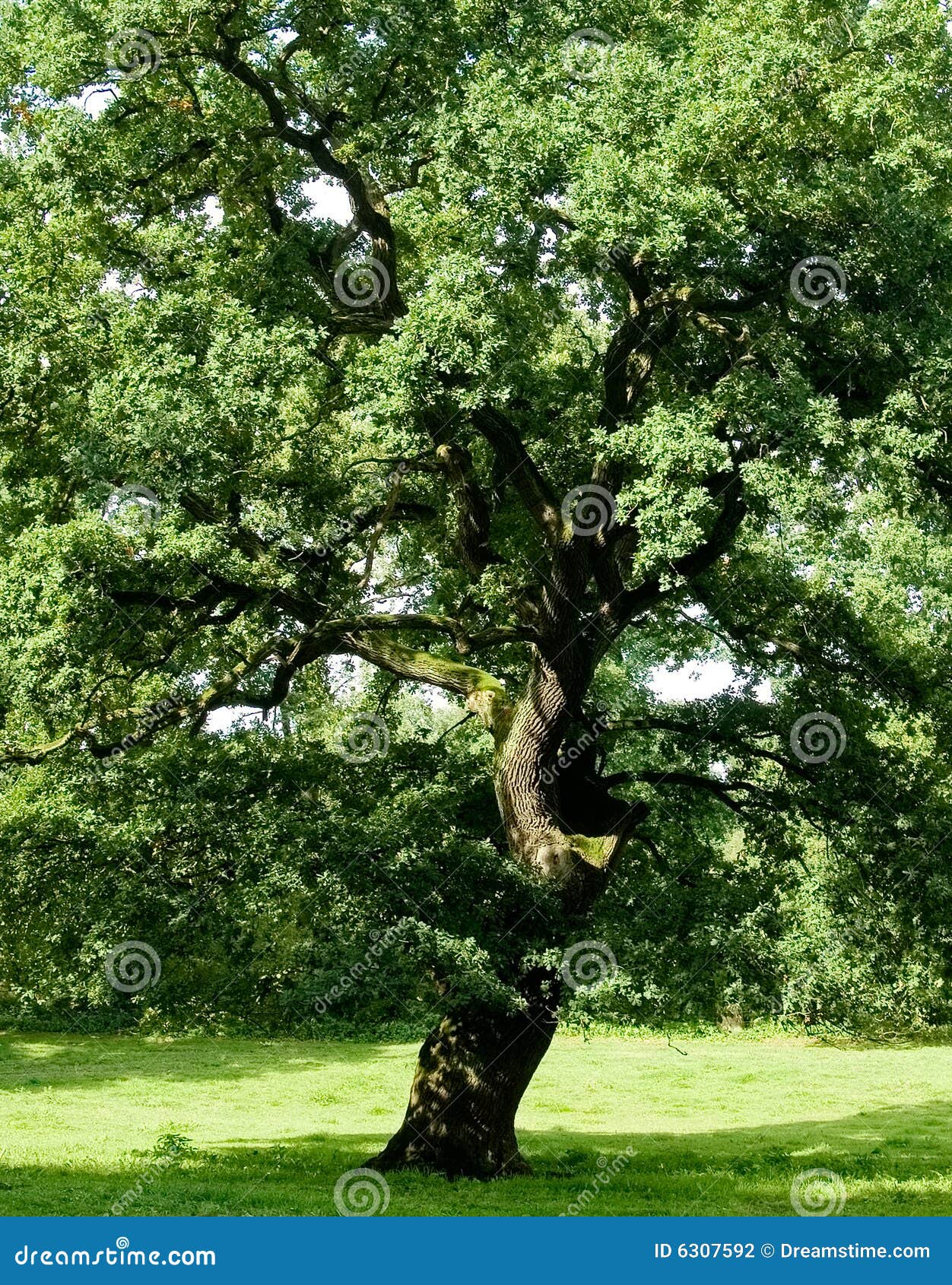 Ancient Oak Tree stock photo. Image of crown, giant, forestry - 6307592