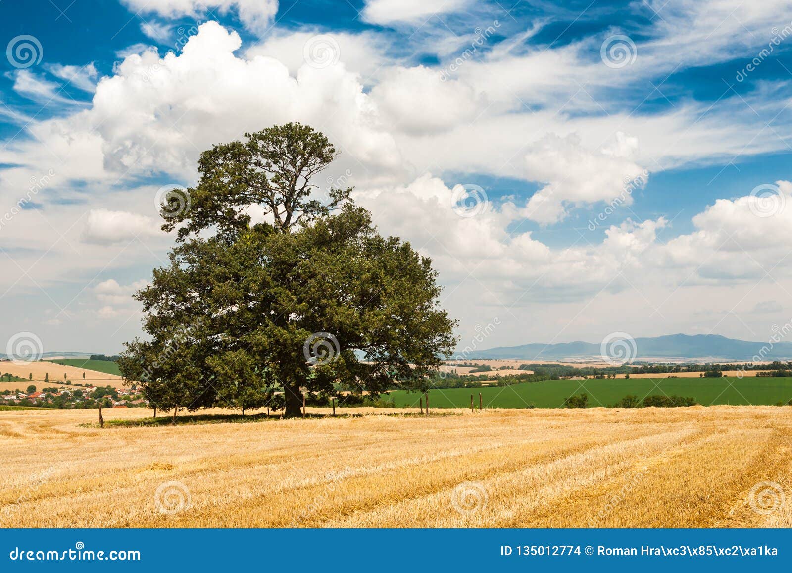 An Ancient Oak Tree in the Countryside Stock Photo - Image of crown ...