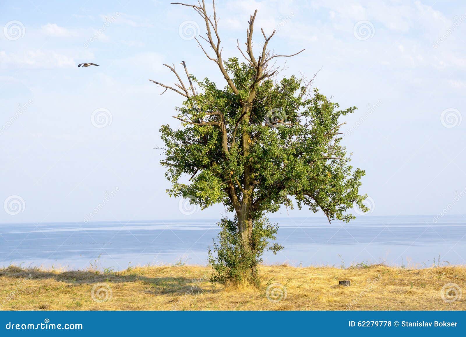 Ancient Oak Tree on Mountain Stock Photo - Image of ancient, ocean ...