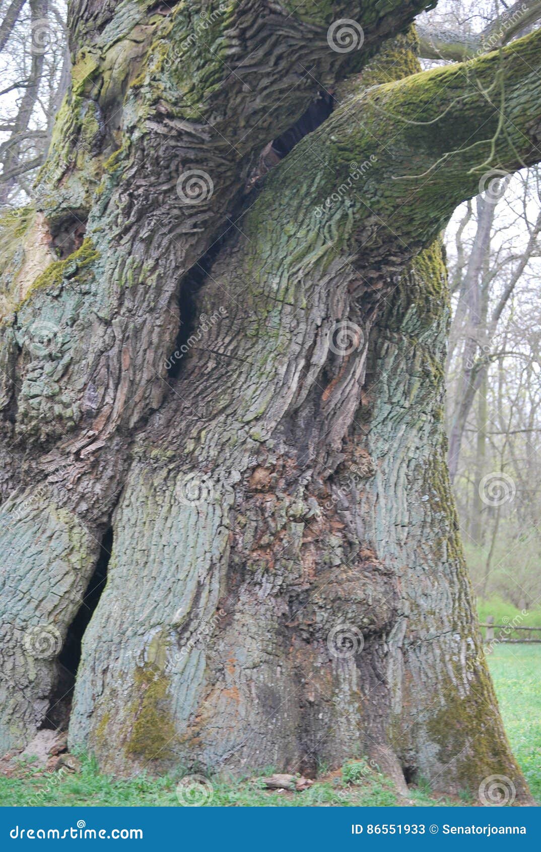An Ancient Oak Tree in Poland, in Rogalin Stock Image - Image of flood ...