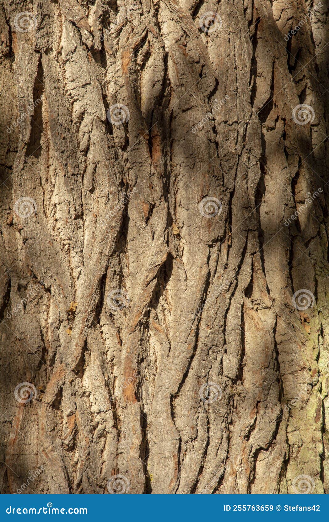 Ancient Oak Tree (Quercus) Trunk. Tree Bark Close Up Stock Image ...