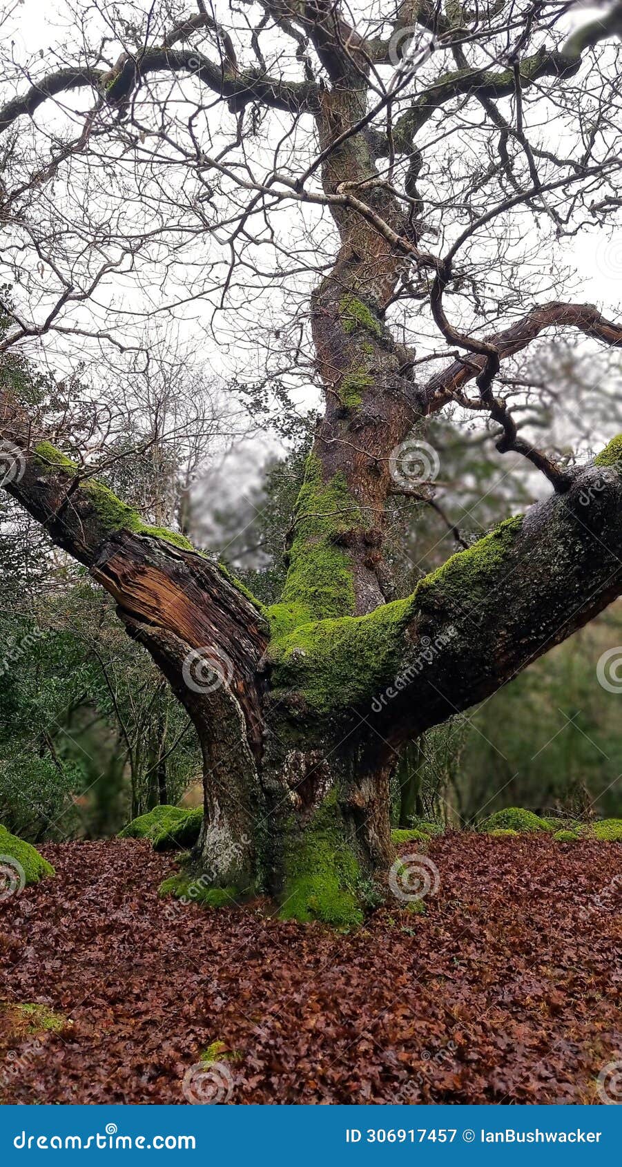 Ancient Oak Trees on Dartmoor Devon Uk Stock Image - Image of moss ...