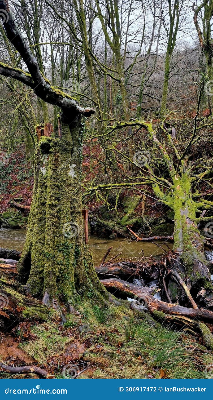 Ancient Oak Trees on Dartmoor Devon Uk Stock Photo - Image of licen ...