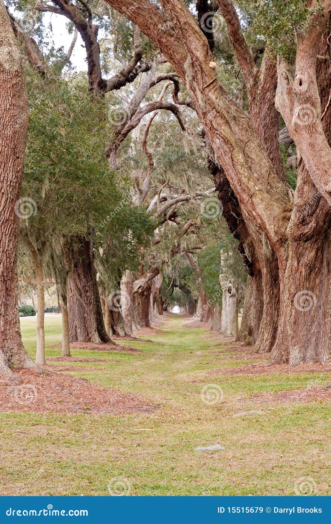 Ancient Oaks in Rows stock image. Image of green, landscapes - 15515679