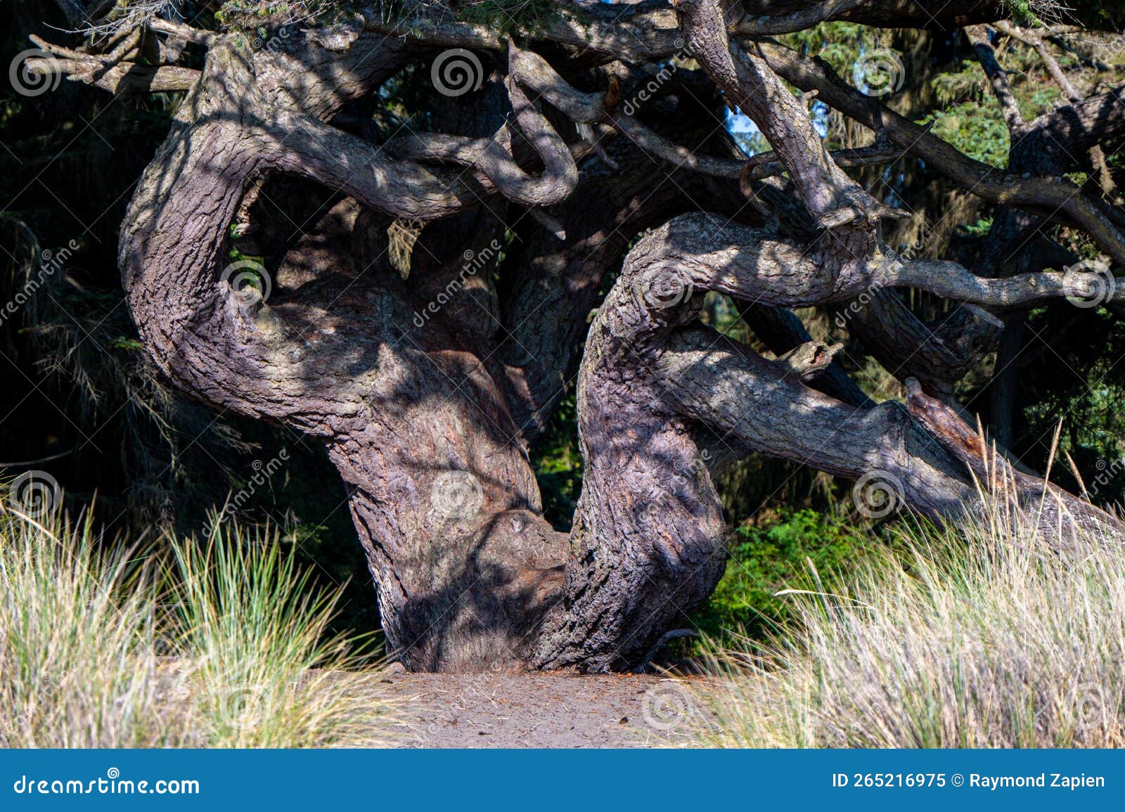 Ancient Old Growth Tree at Deception Pass Stock Image - Image of trunk ...