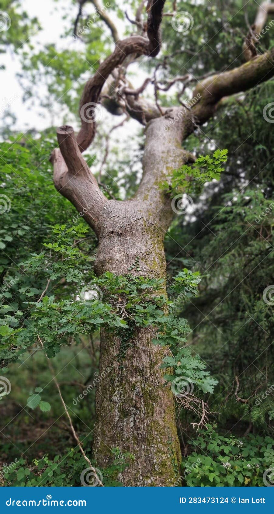 Ancient Old Oak Tree, Devon Uk Stock Photo - Image of woodland, forests ...