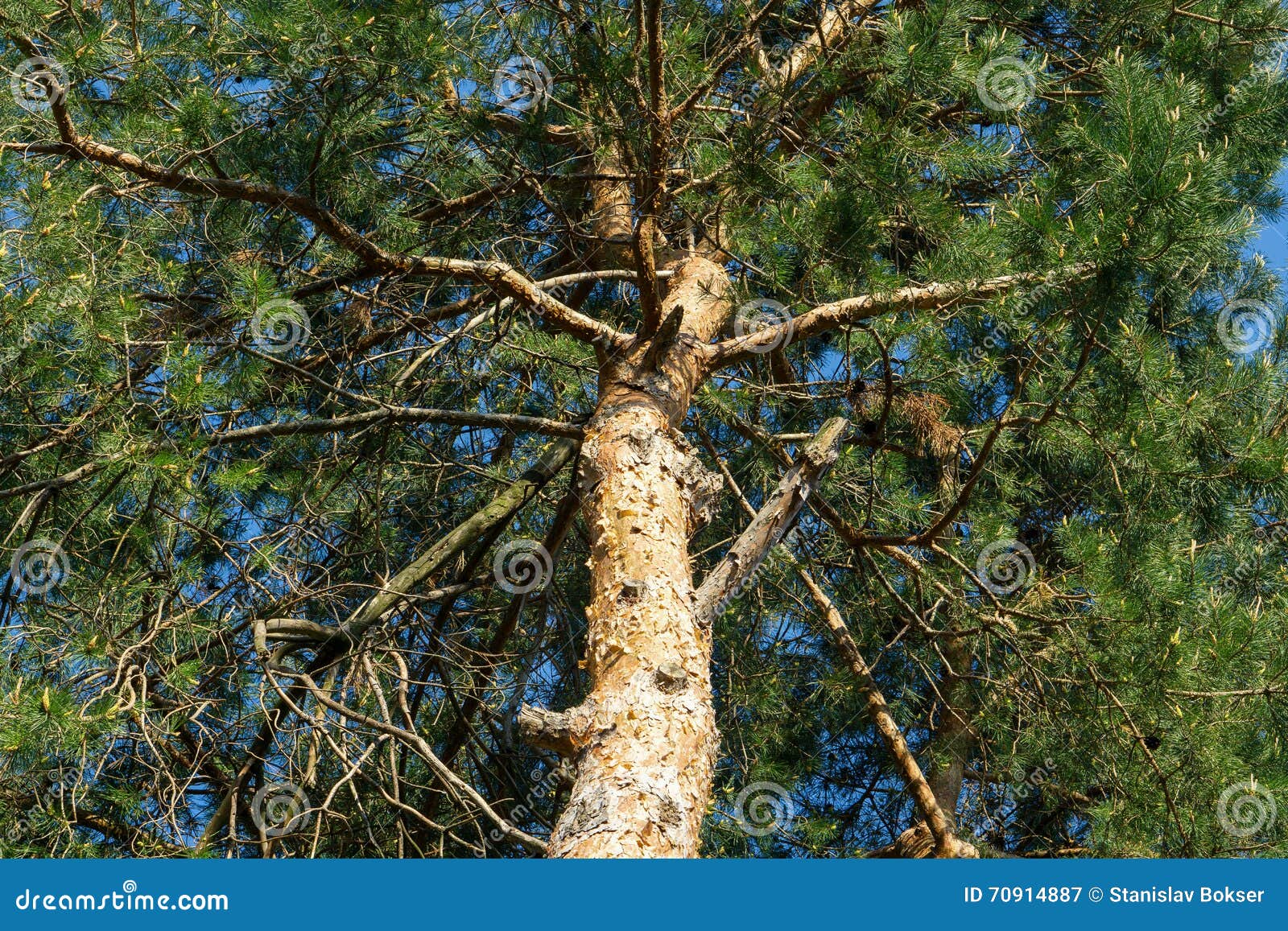 Ancient old tree stock image. Image of pine, landscape - 70914887