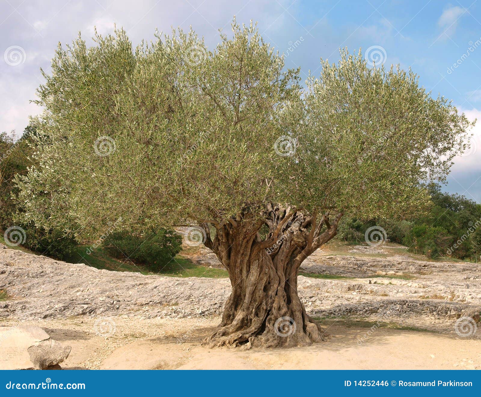 Ancient olive tree stock photo. Image of branch, trunk - 14252446