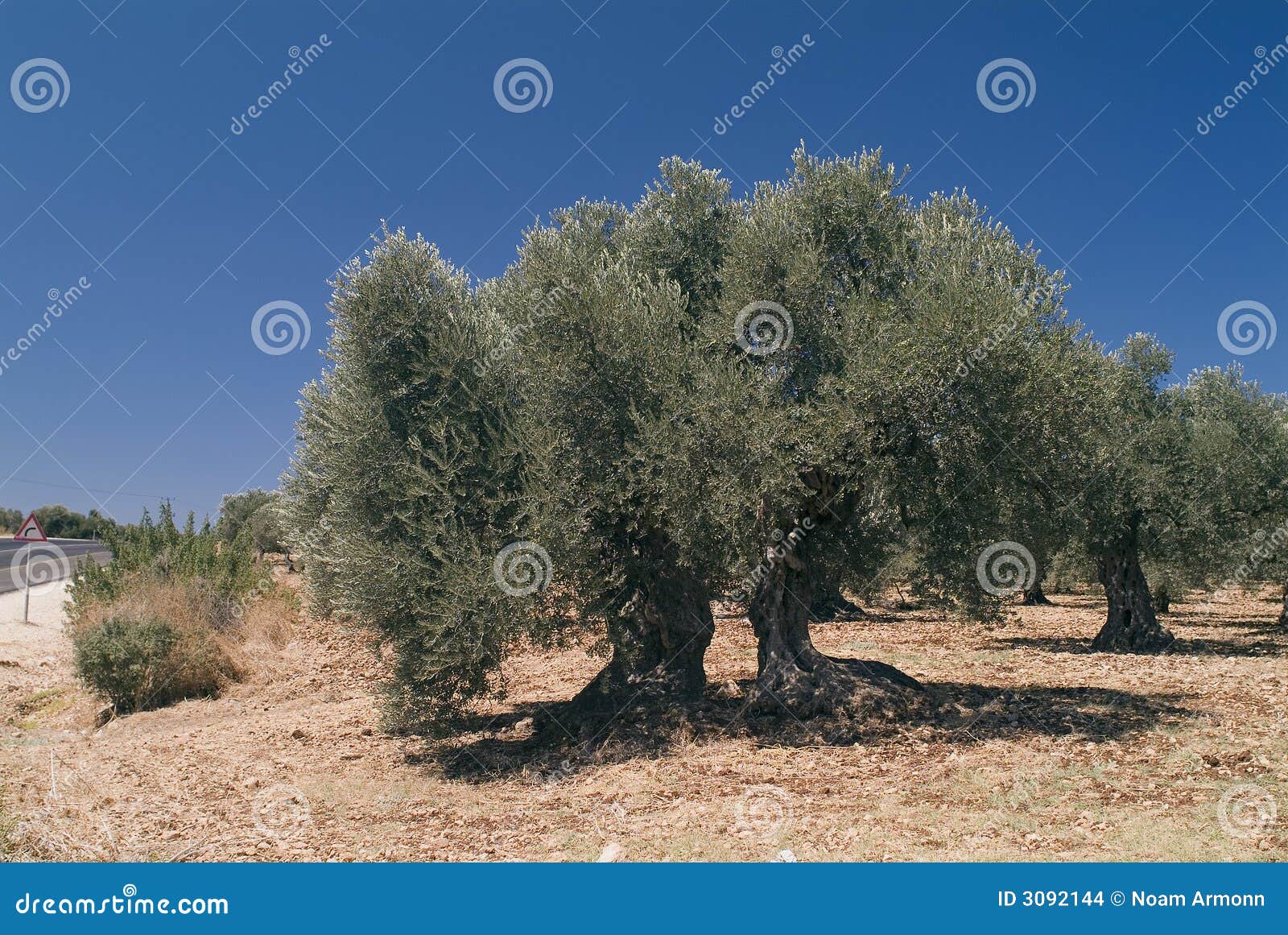 Ancient Olive Tree In Roman Ruins Royalty-Free Stock Image ...