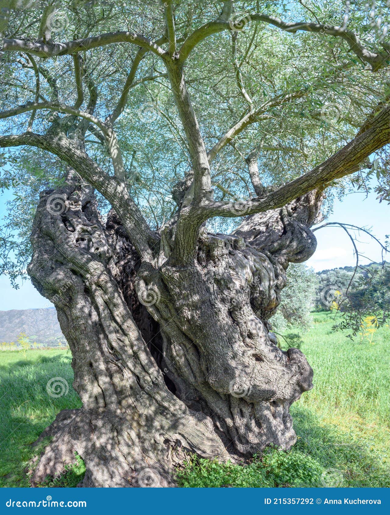 Ancient Olive Tree with Cracked and Deformed Trunk Stock Photo - Image ...