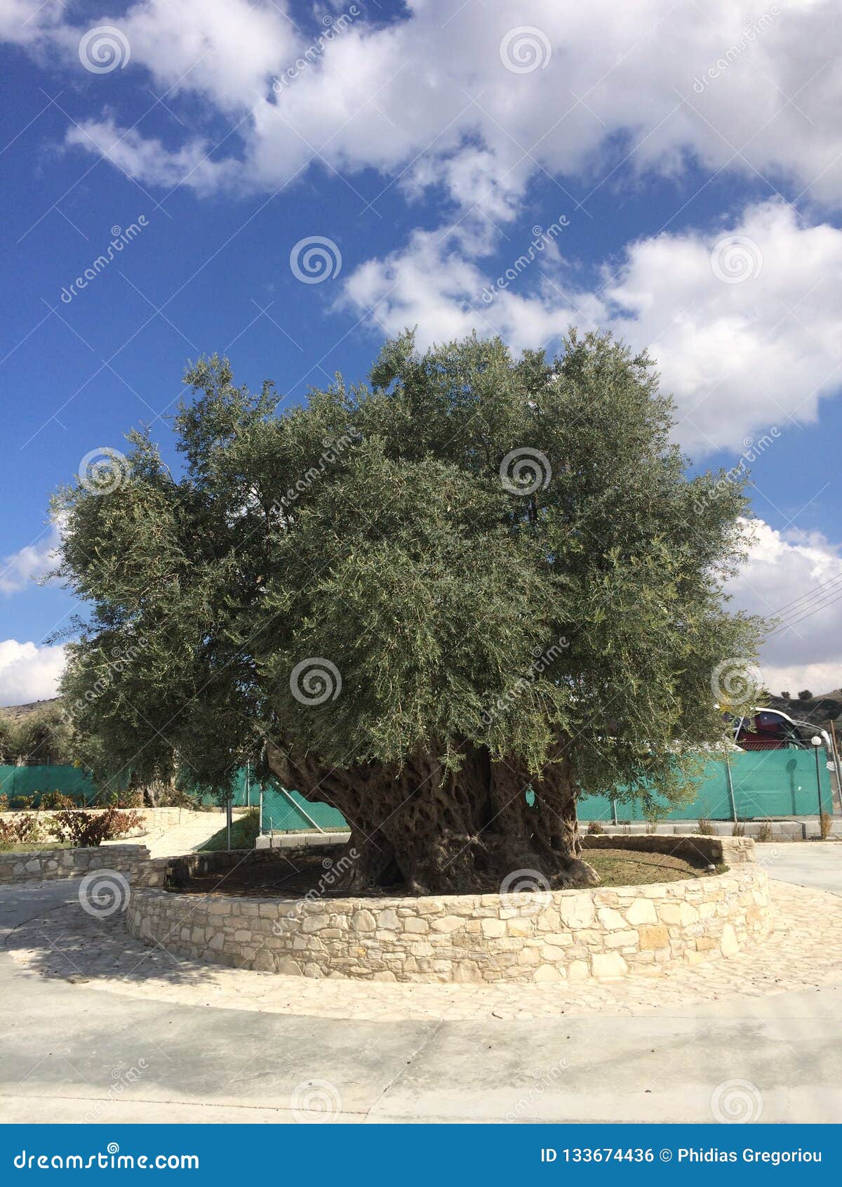 Ancient Olive Tree in Cyprus Stock Photo - Image of warm, automn: 133674436