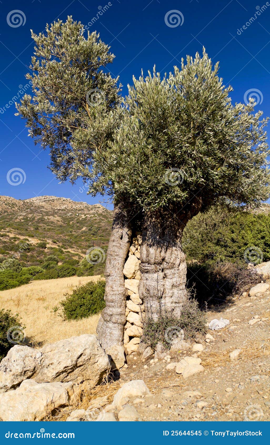 Ancient Olive Tree Filled with Rocks Stock Image - Image of countryside ...