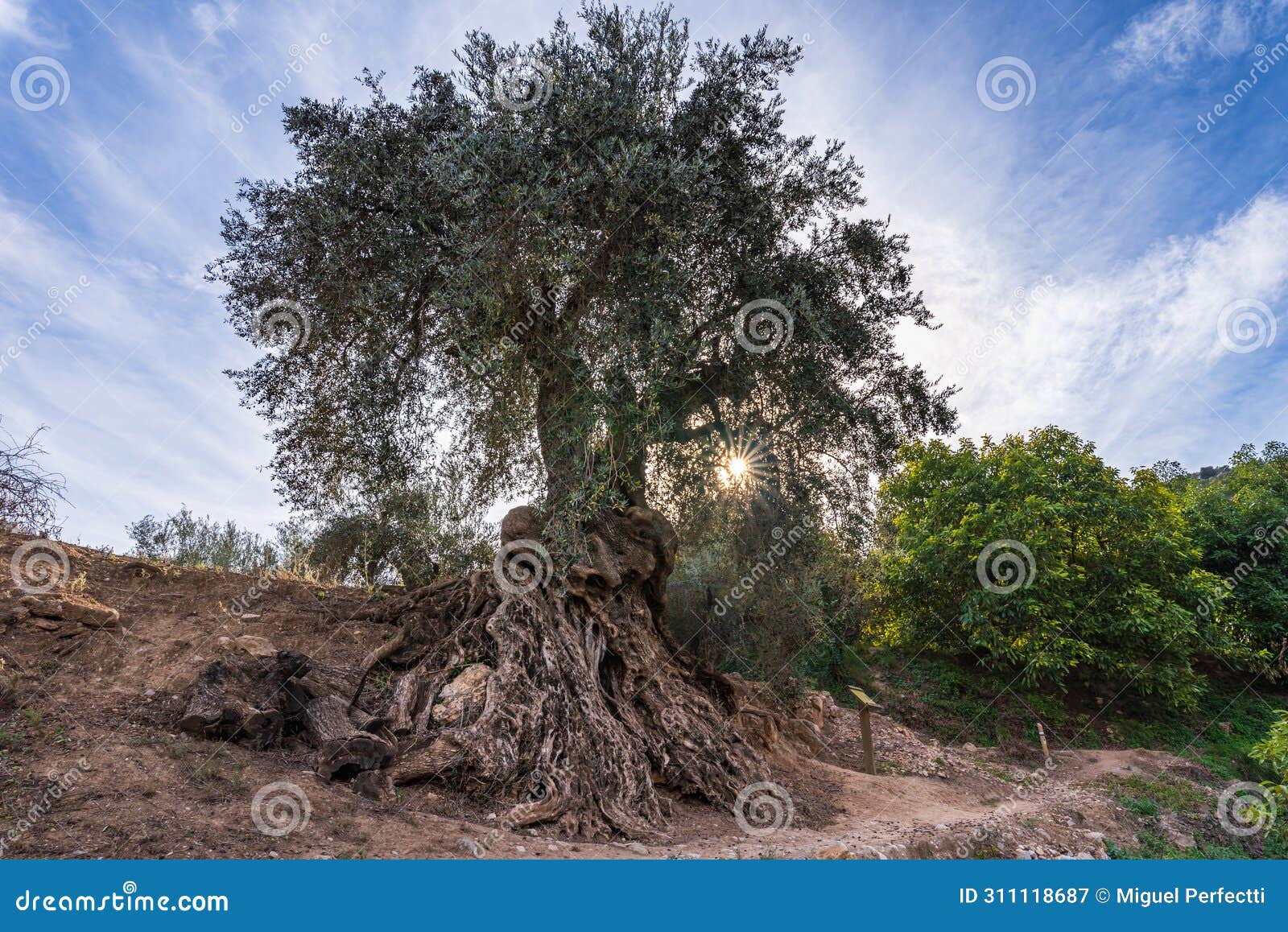 Ancient Olive Tree that Has Left Its Roots Exposed, Los Guajares ...