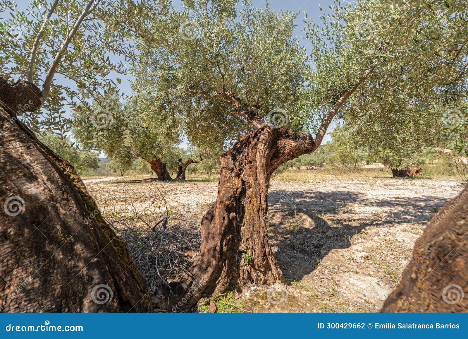 Ancient Olive Tree with Three Separate Trunks Stock Photo - Image of ...