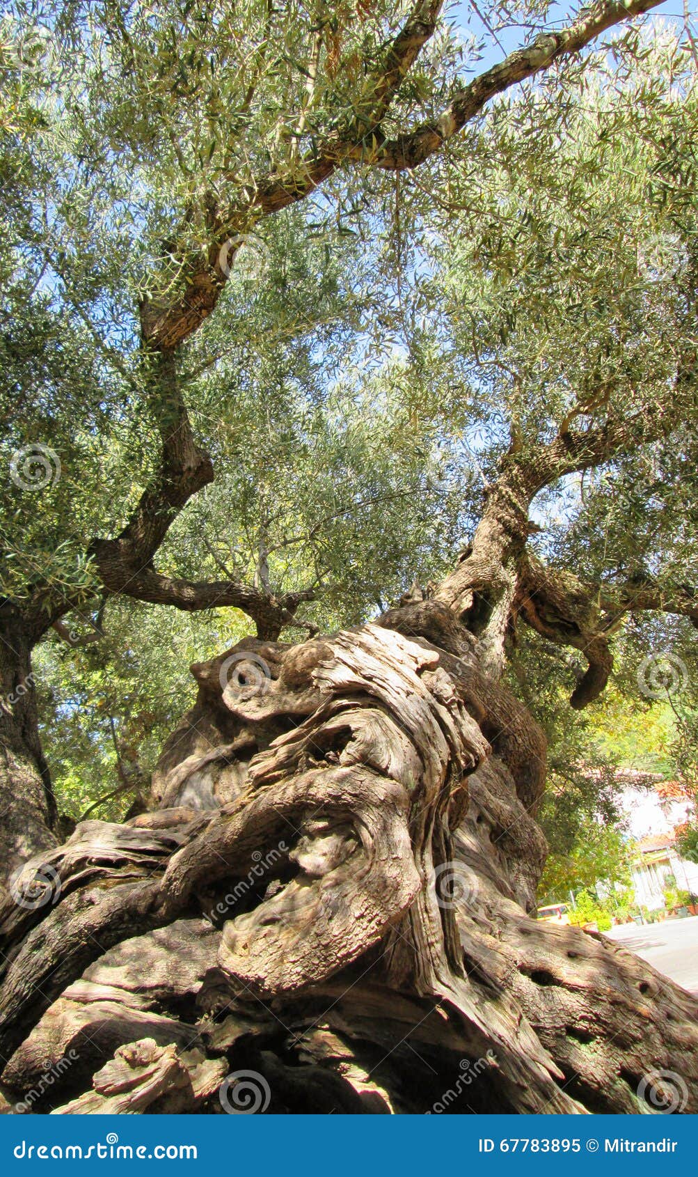 Ancient Olive Tree stock image. Image of plant, brown - 67783895