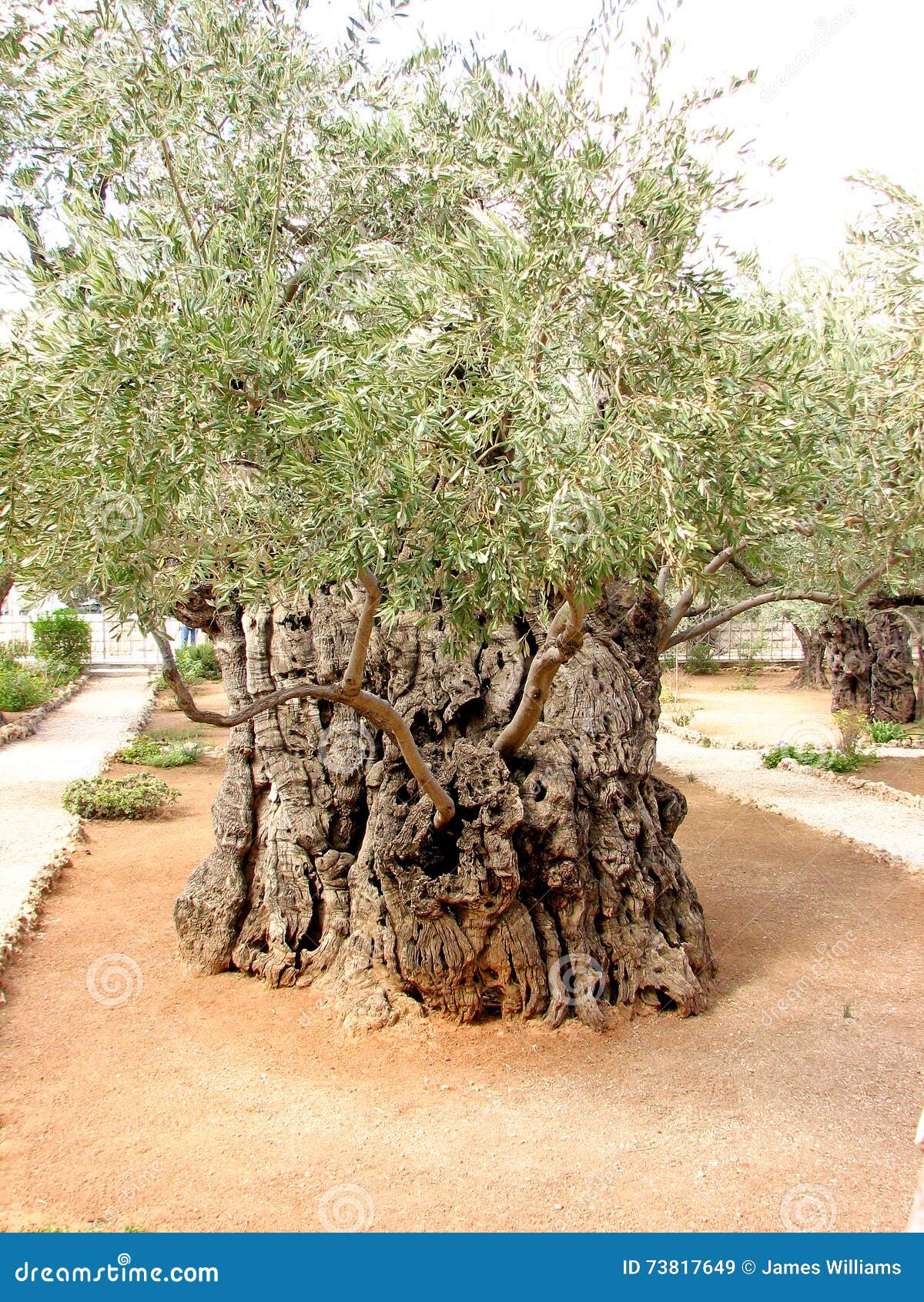 Ancient Olive Tree stock image. Image of 2000, ancient - 73817649