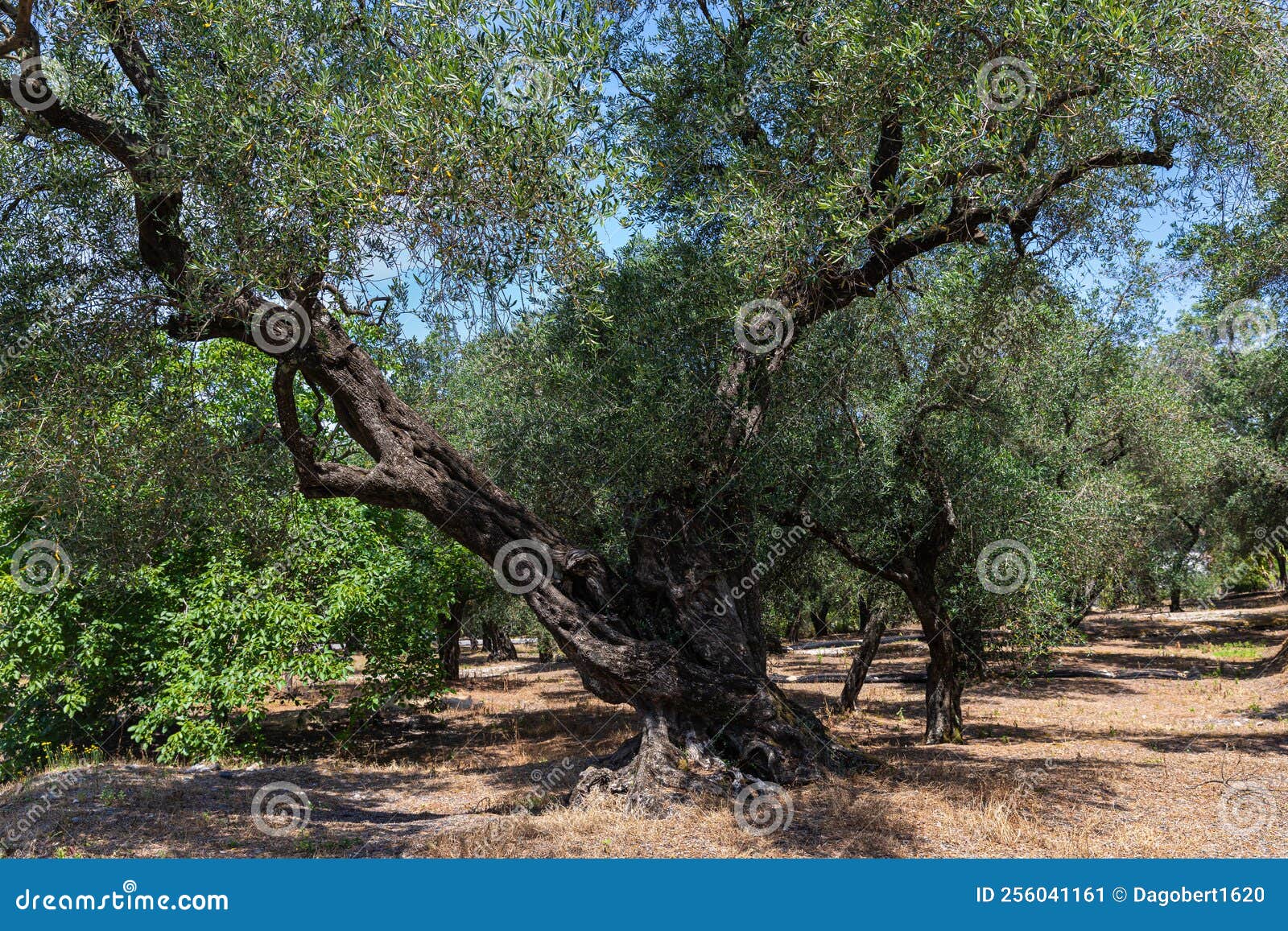 Ancient Olive Trees, Corfu Island Stock Image - Image of nature, island ...