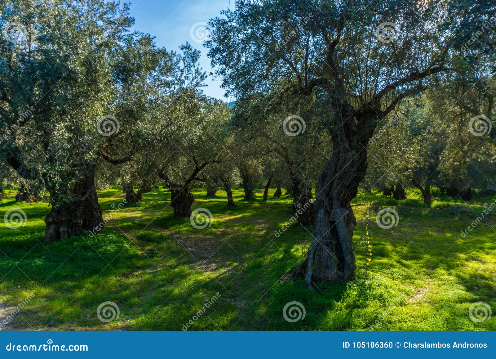 Old Olive Trees in an Olive Grove in Delphi in Greece Stock Photo ...