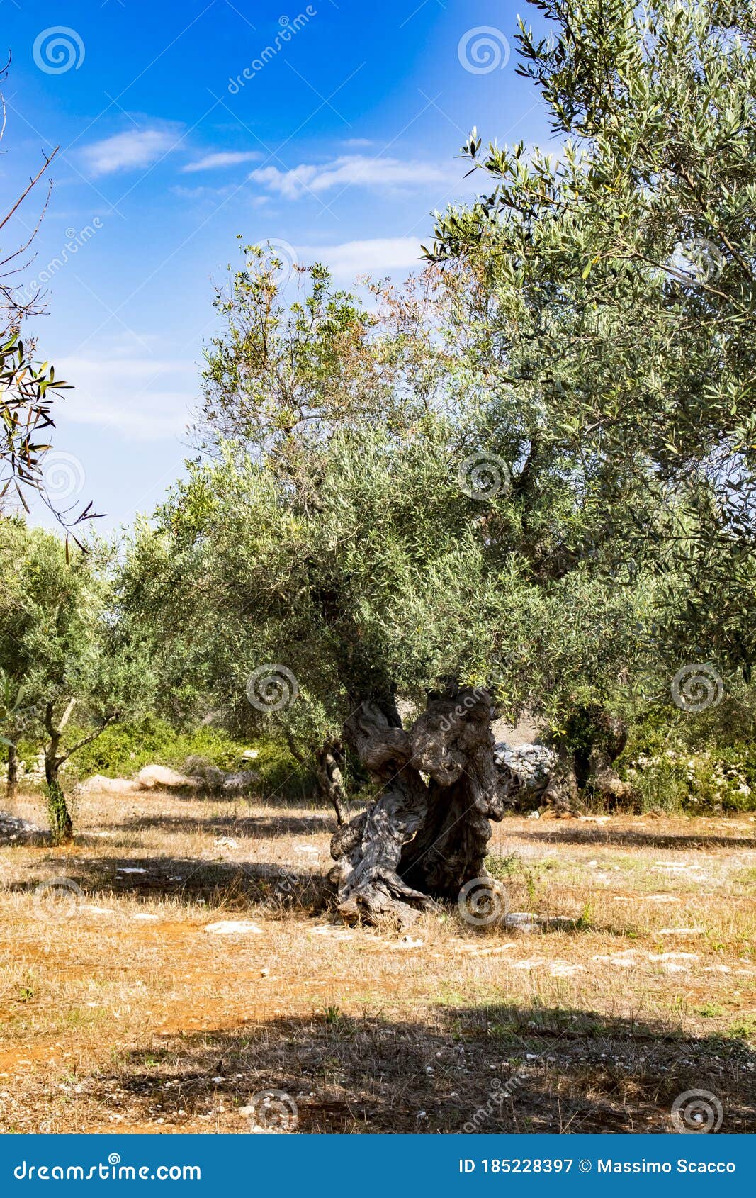 Ancient Olive Trees of Salento, Italy, Puglia Stock Image - Image of ...