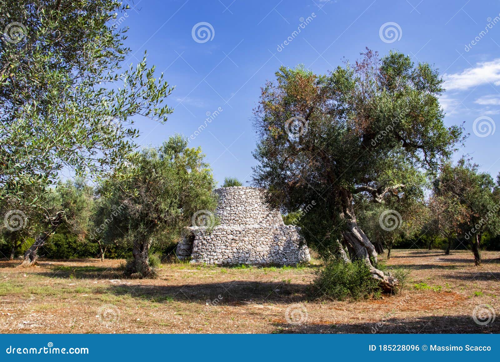 Ancient Olive Trees of Salento, Italy, Puglia Stock Photo - Image of ...