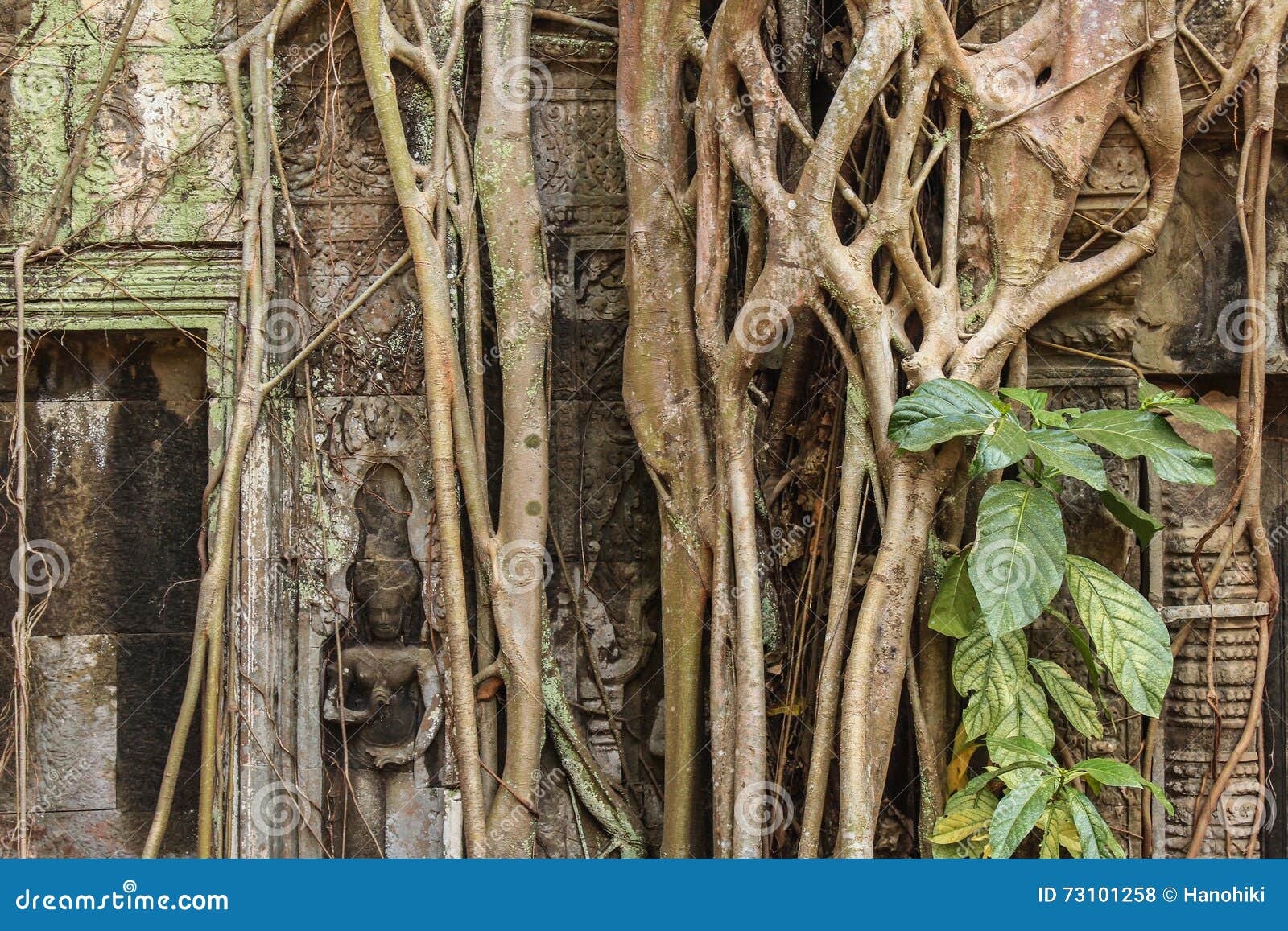 Ancient Overgrown Temple Ruins , Angkor Wat Stock Photo - Image of ...