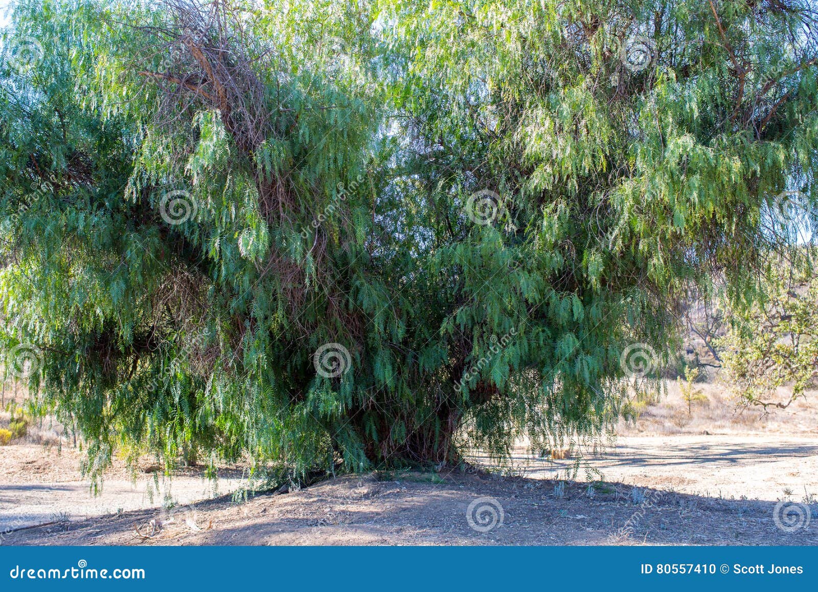 Ancient Pepper Tree stock photo. Image of green, nature - 80557410