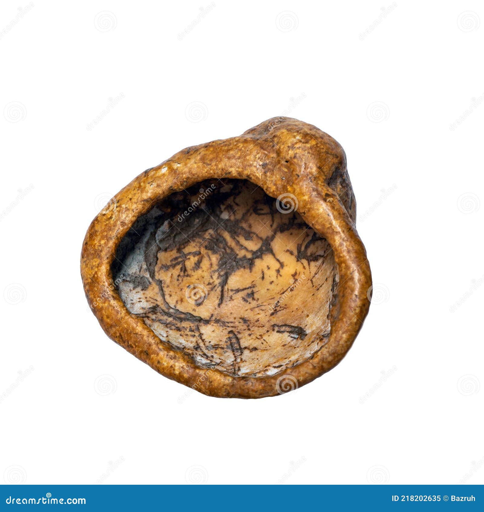 Ancient Petrified Shell Isolated on White Background Stock Image ...