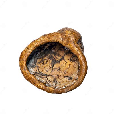 Ancient Petrified Shell Isolated on White Background Stock Image ...