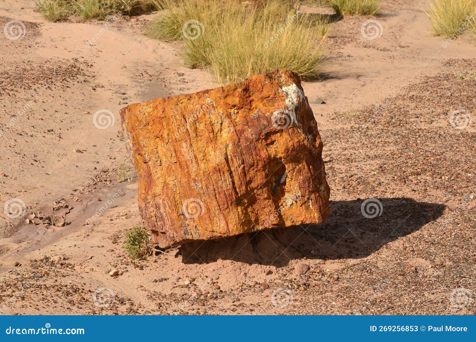 Ancient Petrified Tree Section Stock Image - Image of national, blue ...