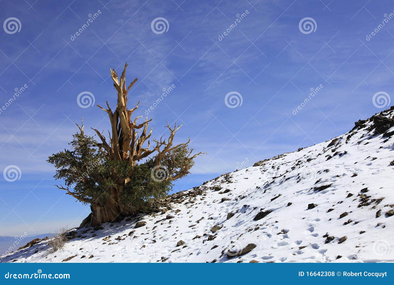 Ancient Pine stock photo. Image of outdoor, california - 16642308